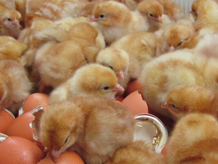 Blog- MdlMamou fournisseur de Poussins au Sénégal, au Mali Bamako, en ...